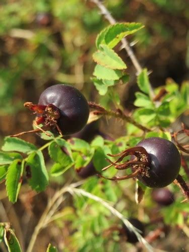 Шиповник колючейший (Rosa spinosissima) - PictureThis