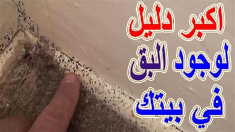 البقفيالبيت علامات تؤكد وجود البق في البيت Youtube