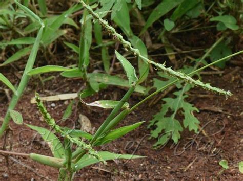 Trachys Muricata Indian Rough Grass