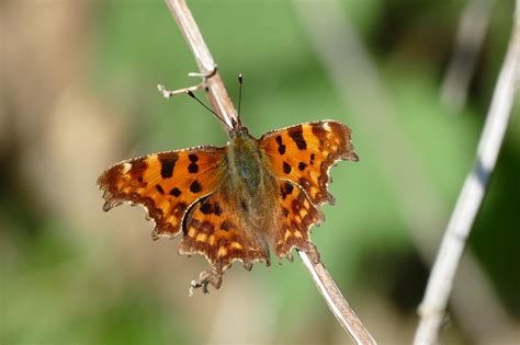 Comma Polygonia C Album