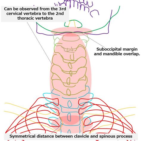 Cervical Spine Ap View｜tools For Radtech