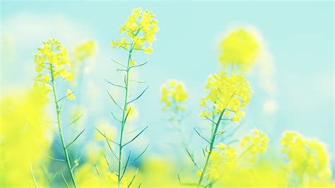Bright Wallpapers 65 Pictures WallpaperSet