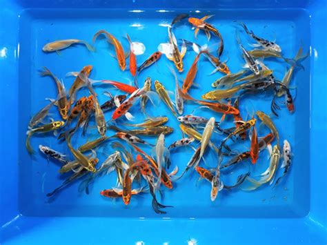 Assorted Butterfly 4 Inch Koi 168 Koi Farm