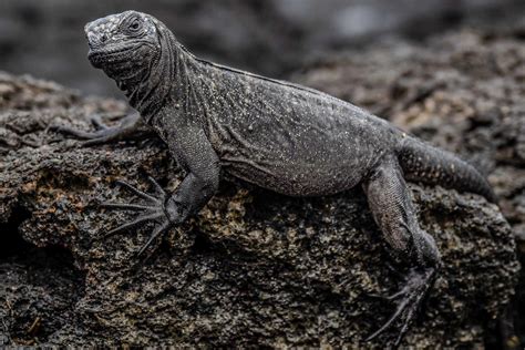 Marine Iguanas The Dragons Of The Galapagos Terra Cultura