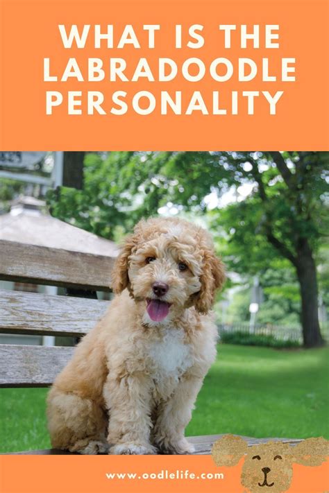 What Is The Personality Of A Labradoodle Best Advice Oodle Dogs In