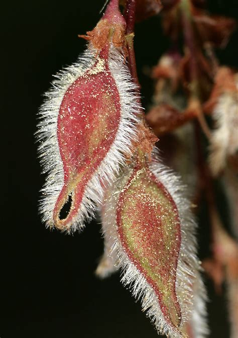 Wholesale Winged Elm Cflandt Nursery Florida