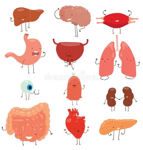 Cute Organs Stock Vector Illustration Of Heart Cute 59780219
