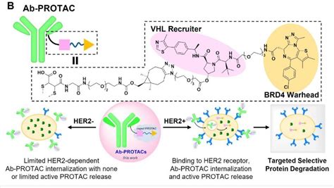 Protac Delivery System Recent Research Advances Biopharma Peg