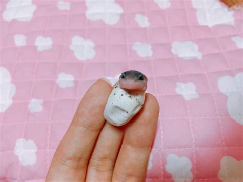 레오파드 게코 갤럭시 스노우wandy 스노우 해칭 네이버 블로그