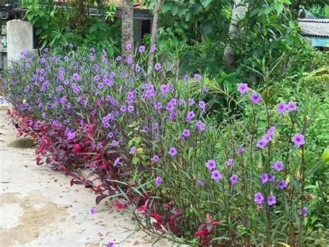 15 Best Purple Flowers In Texas Purple Plants In Texas