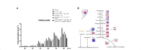 Effect Of Exogenous Ebr Ja And Their Signaling Inhibitors On Download Scientific Diagram