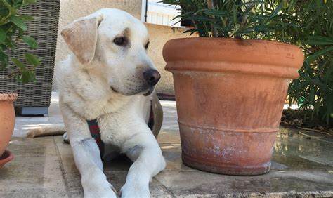 Hotdoll Un Sex Toy Pour Chien Au Grand Plaisir De Maurice