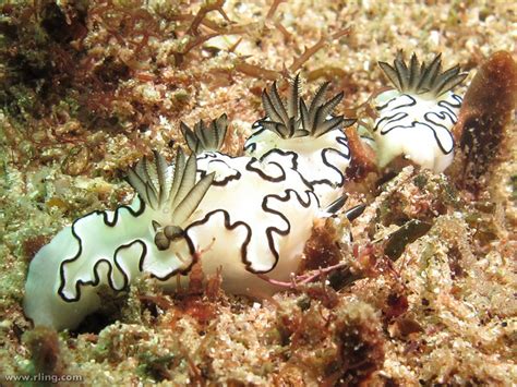 A Sea Slug Symphony The Ark In Space