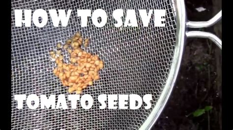 How To Save Tomato Seeds For Personal Use Step By Step Instructions