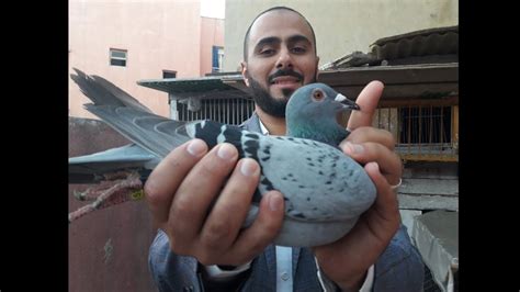 الحمامة البطلة الفائزة بالرتبة الأولى مسابقة سيدي المختار للبطل سليمان عبدو 2020 Youtube