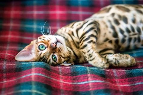23 Cutest Cat Breeds From Munchkin Cats To Bombay Cats