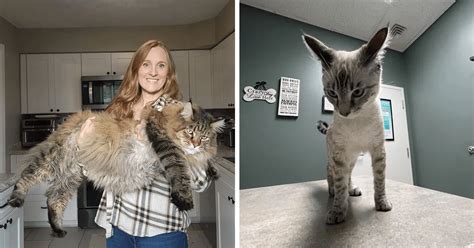Paws And Embrace The Cattitude 20 Purrfectly Funny And Cute Cats For A