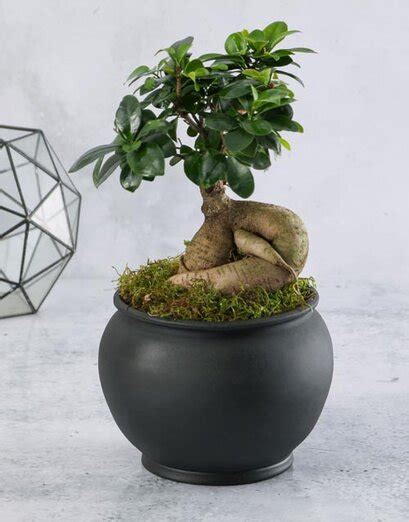 Shop At Sas Best Online Florist And T Company Netflorist