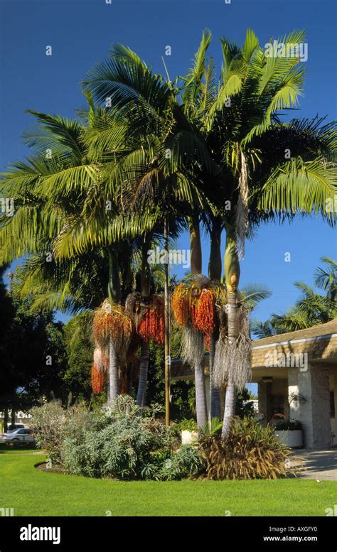 Cost Of King Palm Tree At Jack Oneill Blog