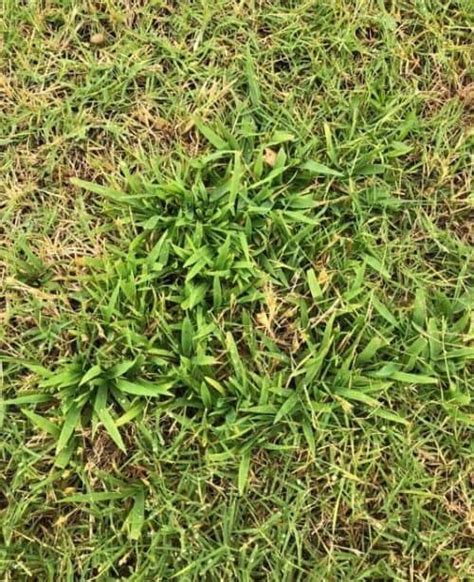 What Is The Different Between Dallisgrass Vs Crabgrass 47 Off
