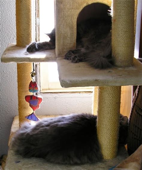 Celestial Kitties Stacking Kitties