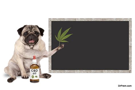 Cbd Oil Dosage For Dogs Your Guide To Cbd For Dogs Ecofriend