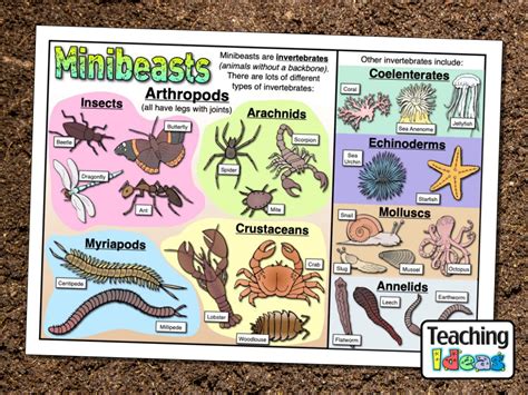 Types Of Minibeasts Teaching Ideas
