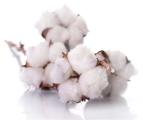 what is cotton with pictures