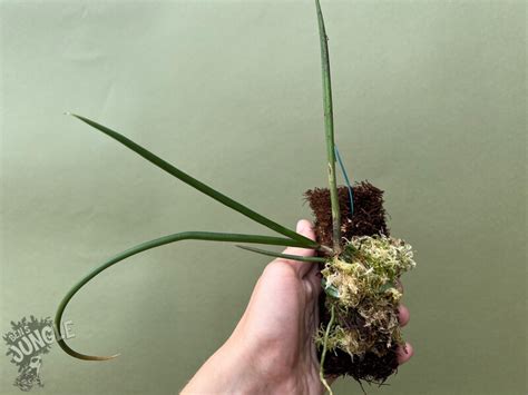 Oncidium Ascendens Mounted 15 90