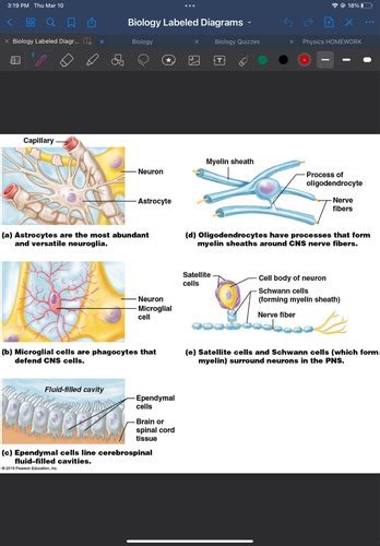 Chapter The Nervous System Flashcards Quizlet