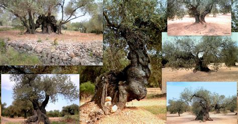Un País Para Recorrérselo Baix Maestrat Castellón