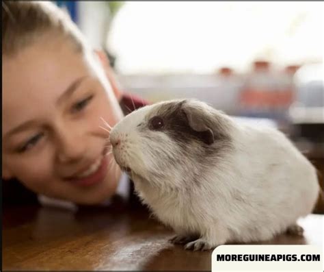 Everything About Himalayan Guinea Pig More Guinea Pigs