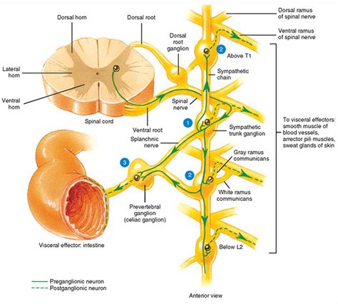 Summary Of Synapses Clinical Anatomy And Operative Surgery