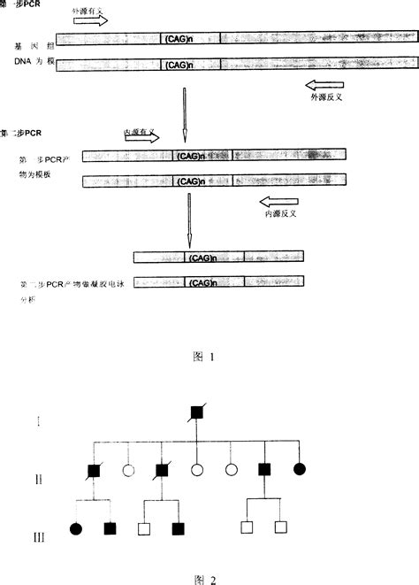 Primer And Method For Quickly Detecting It15 Gene Cag Repeat Sequence