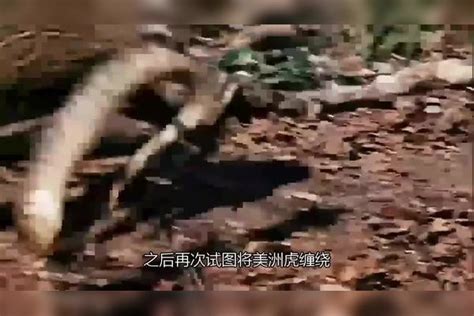 世界上体型最大的蛇，亚马逊森蚺能打败老虎吗？网友：森蚺太厉害亚马逊森老虎网友