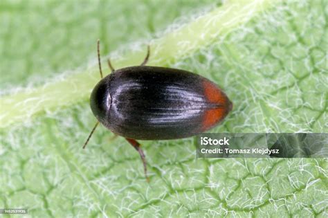 Eucinetus Haemorrhoidalis는 Eucinetidae과의 판허벅지 딱정벌레 종으로 이전에 Eucinetus