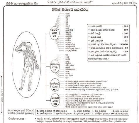 බුදු දහම සහ බෞද්ධයා මිනිස් සිරුරේ යථාර්තය