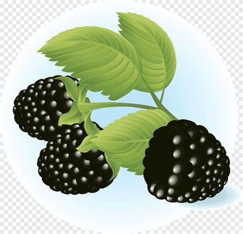 تنزيل مجاني رسم توت العليق Png