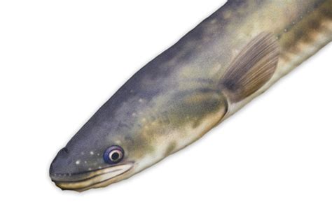 Fish Pillow Soft Toy Eel 115cm Useful Things And More Equipment