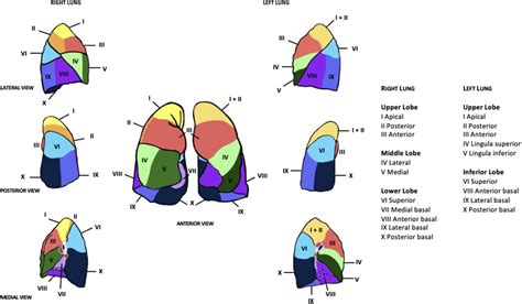 Frontiers Robotic Segmentectomy For Early Stage Lung Cancer
