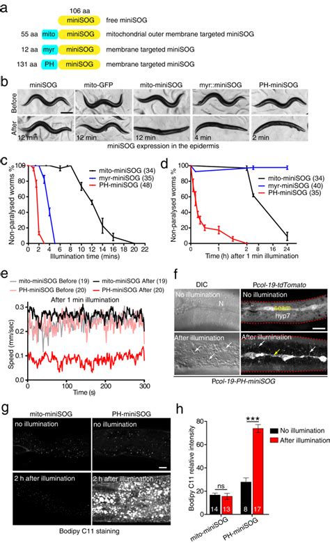 Highly Efficient Optogenetic Cell Ablation In C Elegans Using Membrane Targeted Minisog Pmc