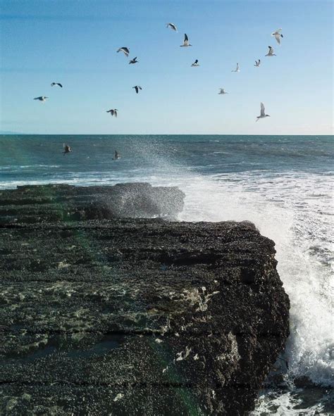 Disrupting Seagull Migration Patterns With The Drone