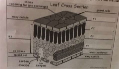 Biology Final Exam Leaf Cross Section Diagram Quizlet