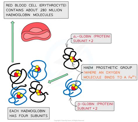 Amino Acids Proteins And Protein Structure Edexcel International As