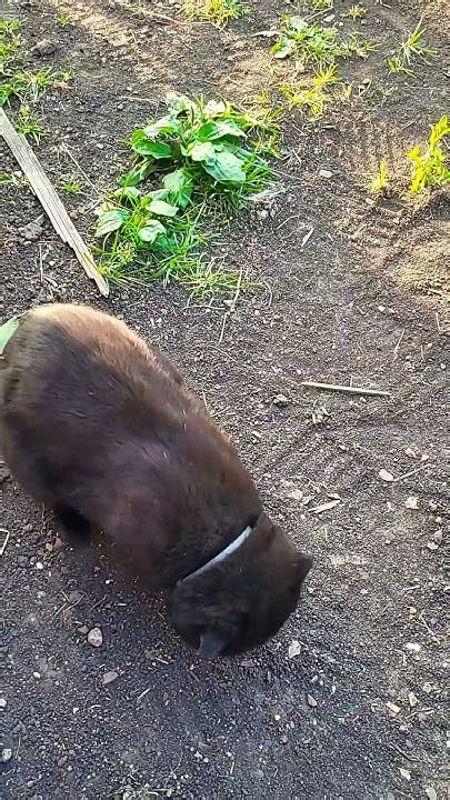 КОТ КУЗЯ КУШАЕТ ШАШЛЫК ИЗ СОМА Live мордовия кот британскийкот британец вислоухийкот