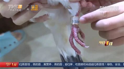 国庆放飞的和平鸽从北京飞到了深圳？原来这才是真相 知乎