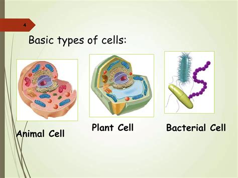 Human Cell Structural Anatomy Ppt Ppt