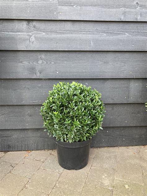 Dwarf Euonymus Japonicus