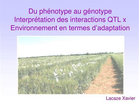 Ppt Du Phénotype Au Génotype Powerpoint Presentation Free Download