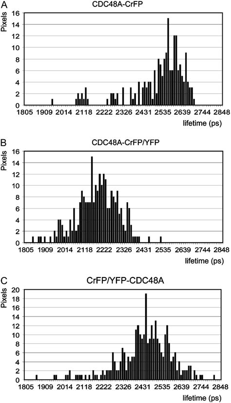 Representative Lifetime Distribution Histograms Measured With Flim At